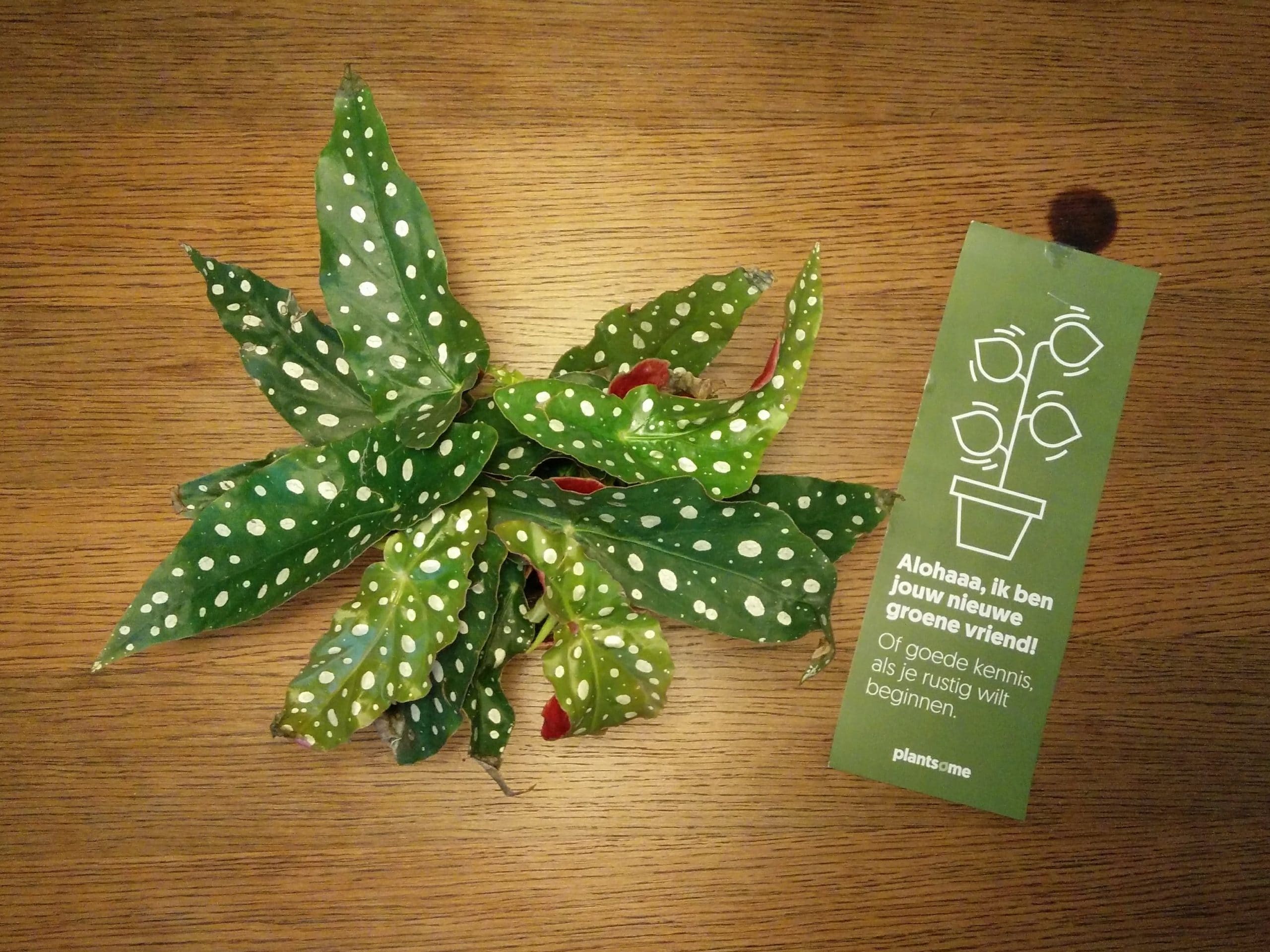 The fun of humor in customer experience - GriDD